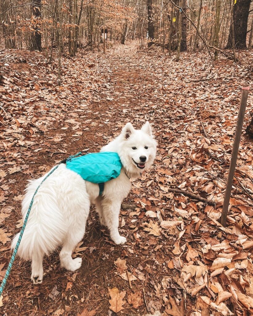 Haley's Adventure Dog Pack & What We Love About It - Adventures of Carissa