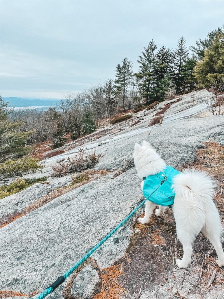 Haley's Adventure Dog Pack & What We Love About It - Adventures of Carissa